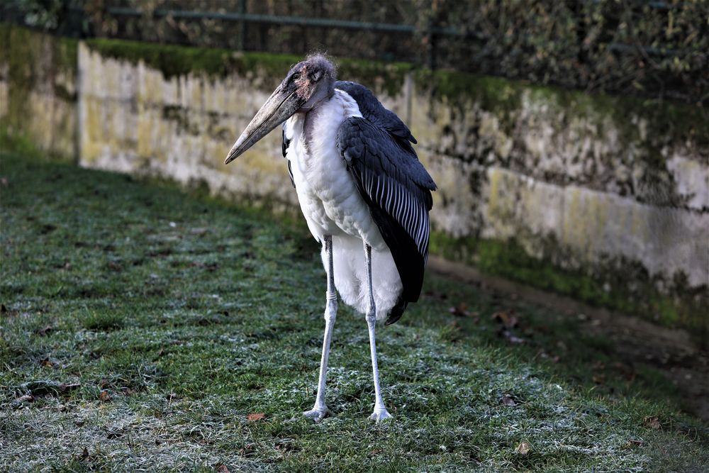 Marabu... Foto & Bild | fotos, spezial, natur Bilder auf fotocommunity