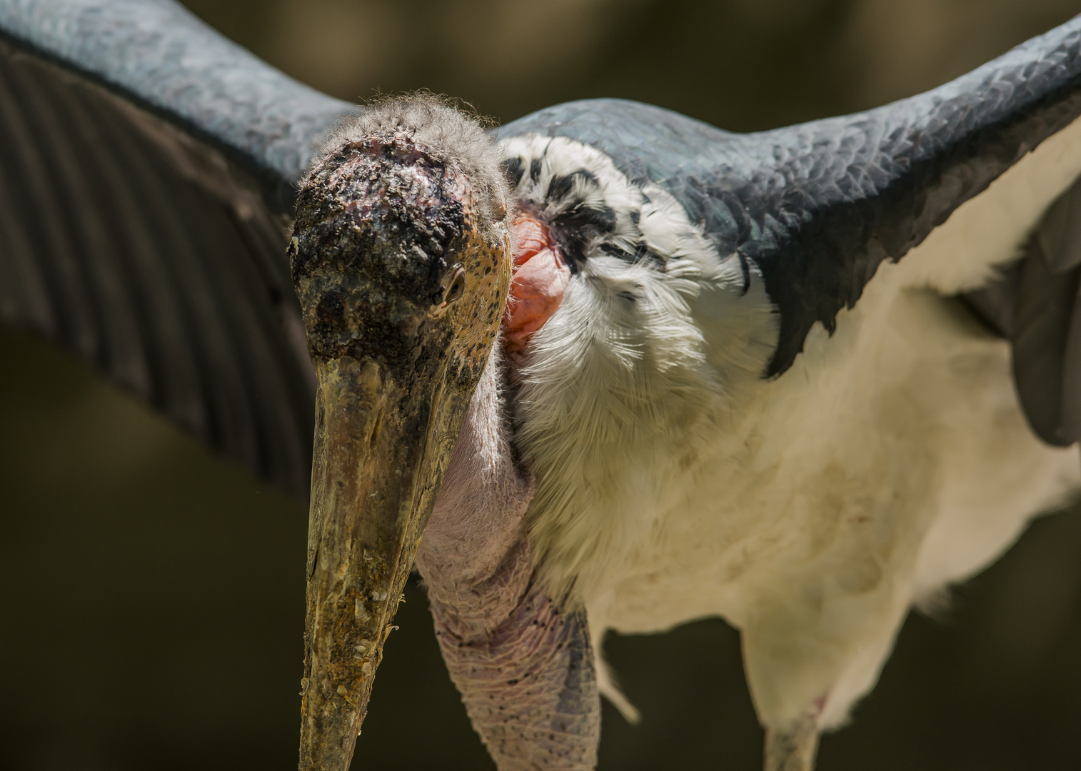 Marabu Foto & Bild | tiere, zoo, wildpark & falknerei, vögel Bilder auf ...