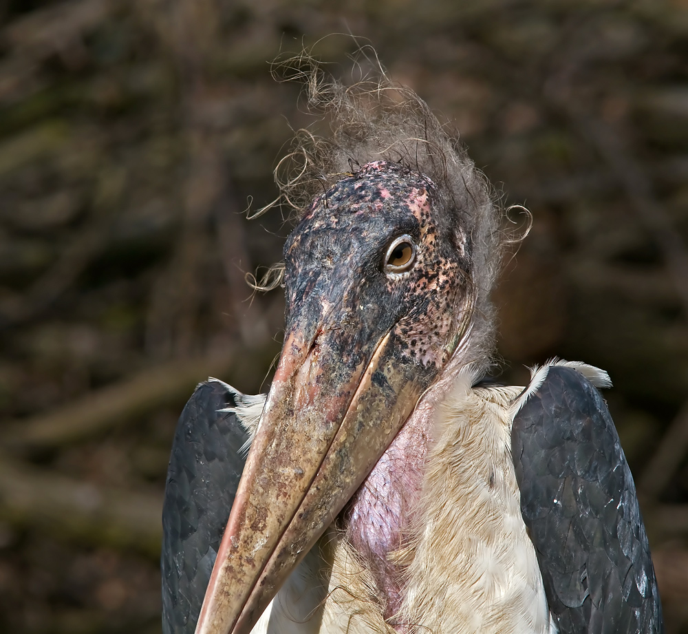 Marabu Foto & Bild | tiere, zoo, wildpark & falknerei, vögel Bilder auf ...