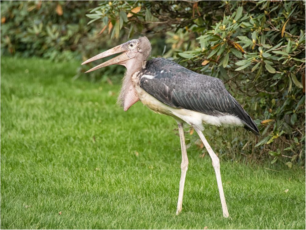 Marabu..... Foto & Bild | natur, portrait, verliebt Bilder auf ...