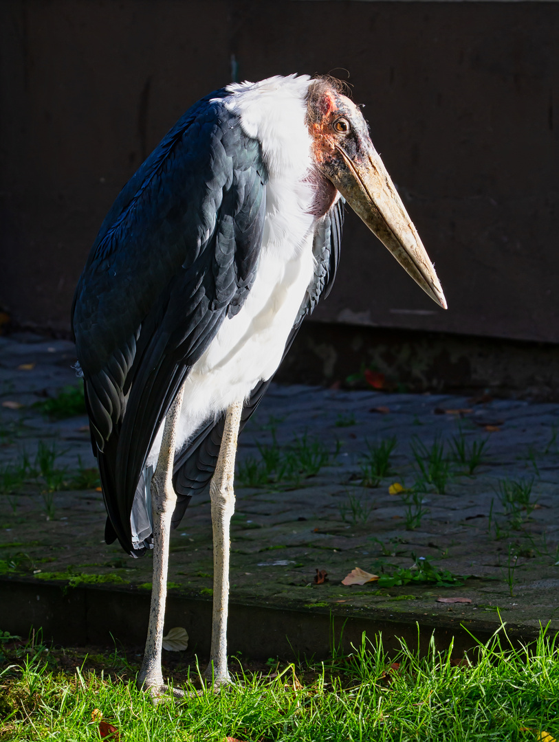 Marabu Foto & Bild | tiere, zoo, wildpark & falknerei, vögel Bilder auf ...