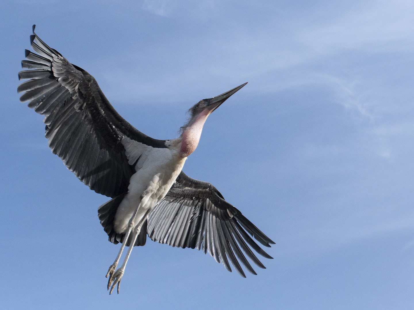 Marabu Foto & Bild | tiere, zoo, wildpark & falknerei, vögel Bilder auf ...
