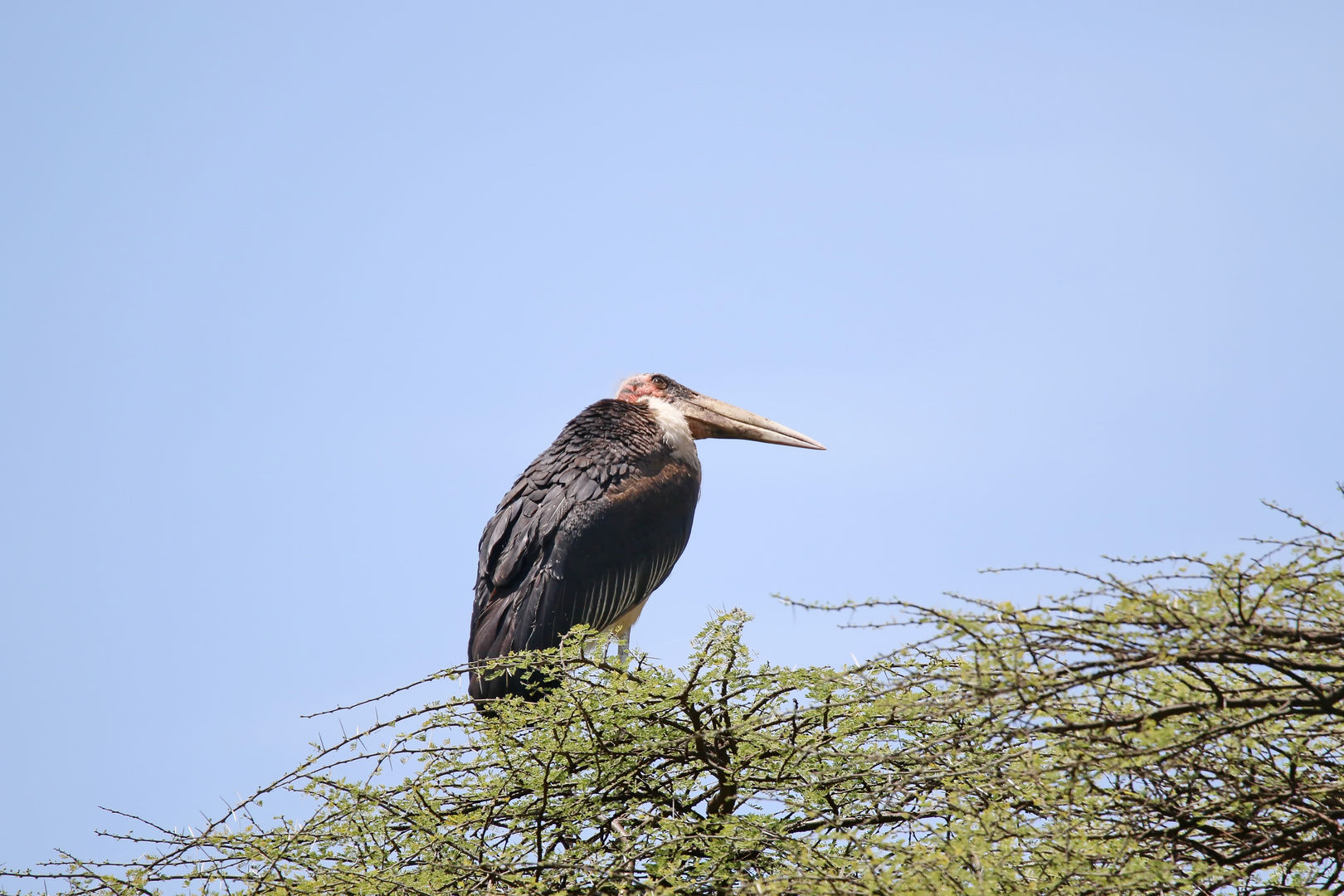 ...Marabu... Foto & Bild | natur, tiere, vögel Bilder auf fotocommunity