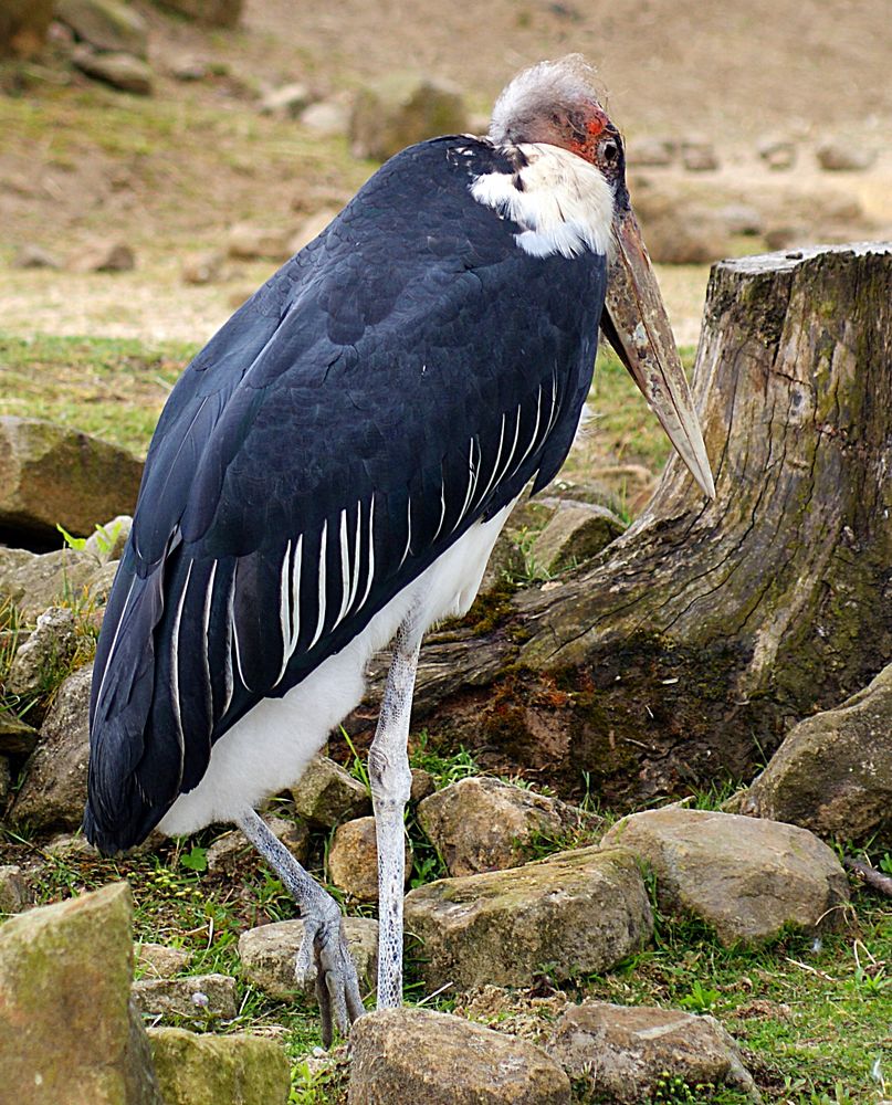 Marabu Foto & Bild | natur, marabu, zoovögel Bilder auf fotocommunity