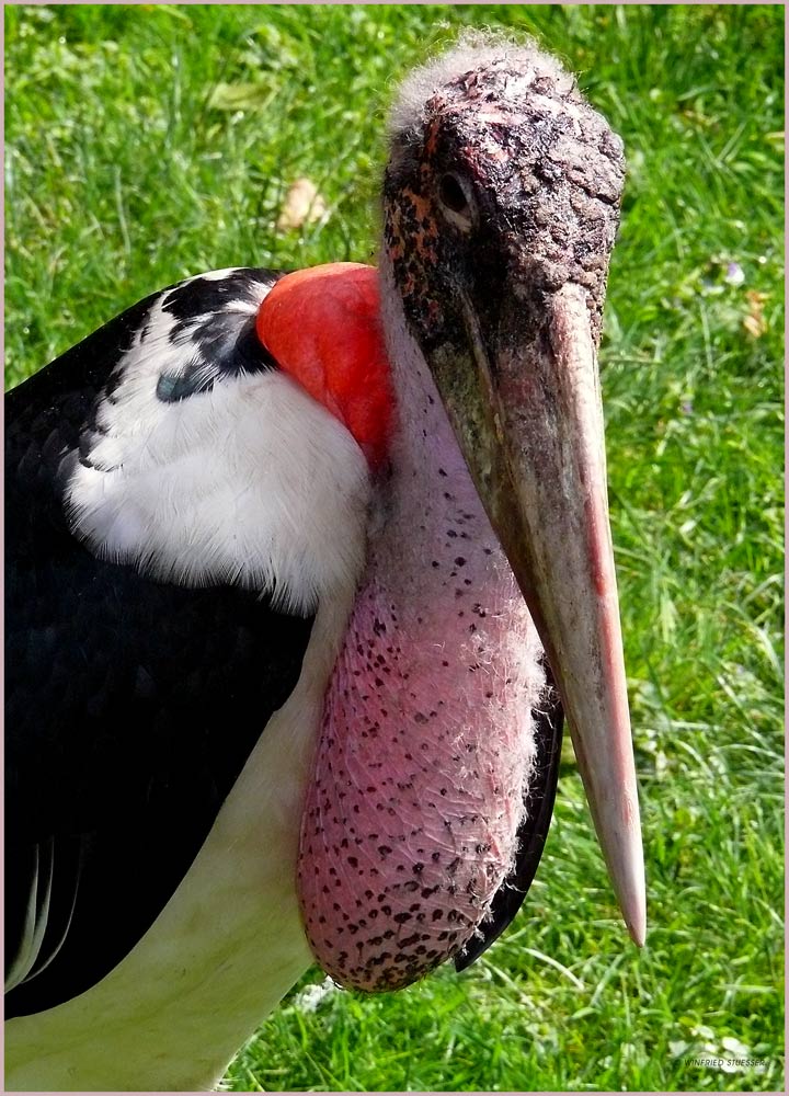 Marabu -- Beim Schönheitswettbewerb -- Foto & Bild | tiere, zoo ...