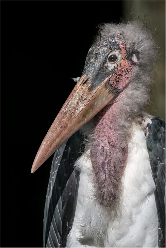 Marabu Foto & Bild | natur, portrait, verliebt Bilder auf fotocommunity