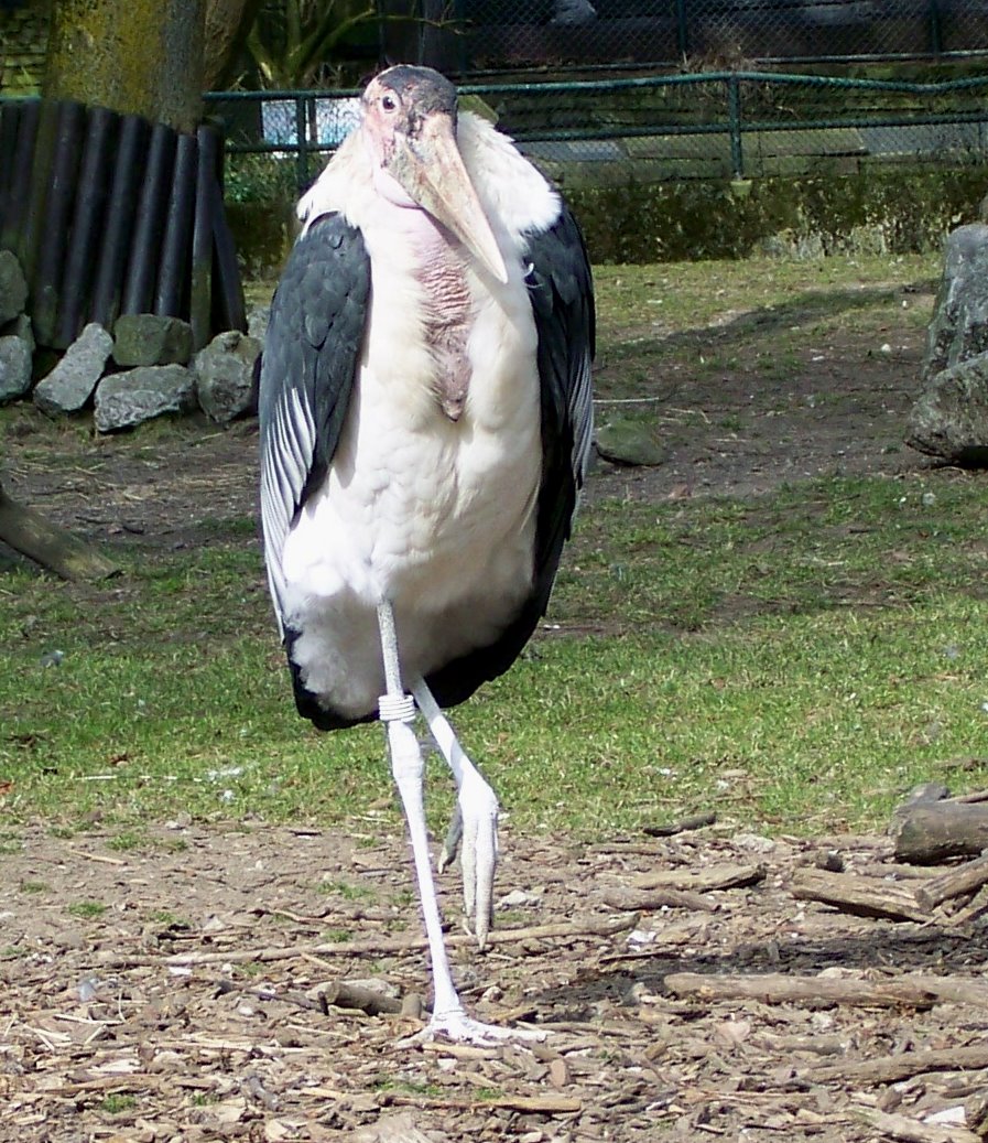 Marabu Foto & Bild | tiere, zoo, wildpark & falknerei, vögel Bilder auf ...