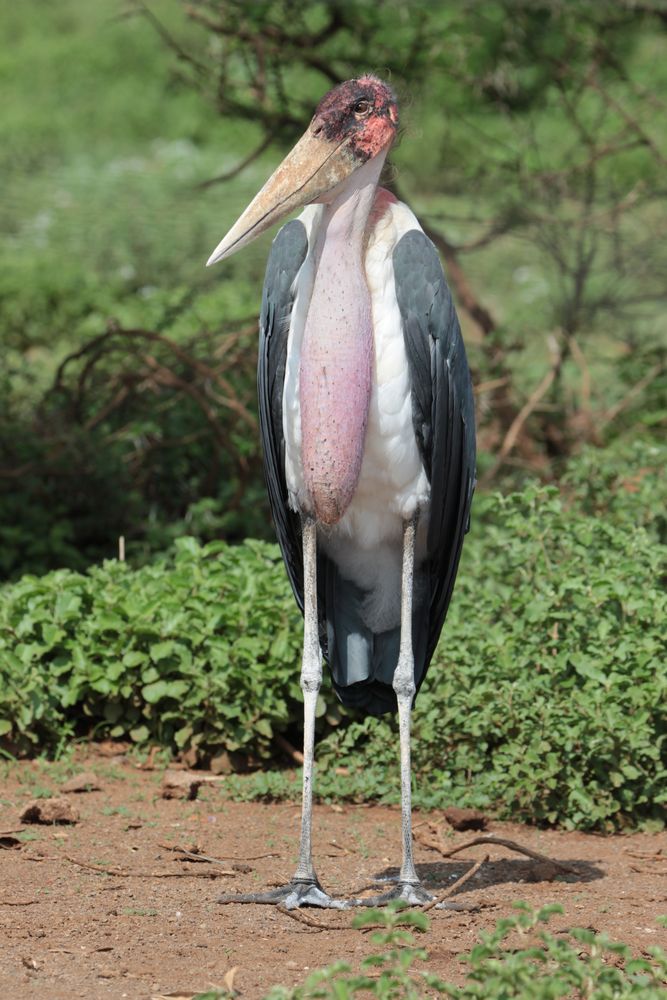Marabu in Kenia Foto & Bild | world, natur, vogel Bilder auf fotocommunity