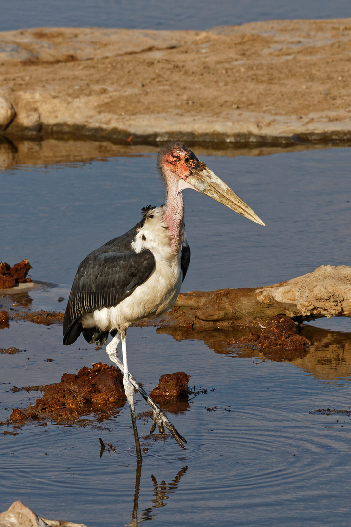 Marabu_2 Foto & Bild | africa, southern africa, namibia Bilder auf ...