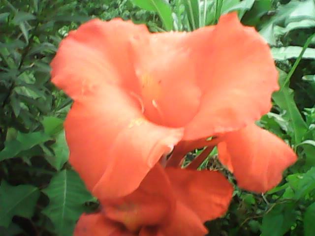 Maraca Imagen & Foto | plantas, flores, maraca Fotos de fotocommunity