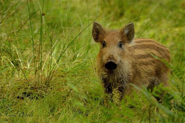 Sanglier Marcassin photos et images sur fotocommunity
