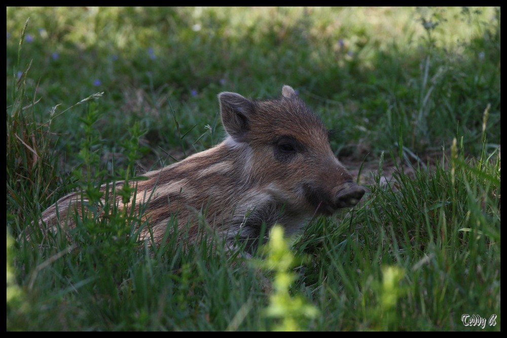 Marcassin. photo et image | animaux, animaux sauvages, bovidés à l'état ...