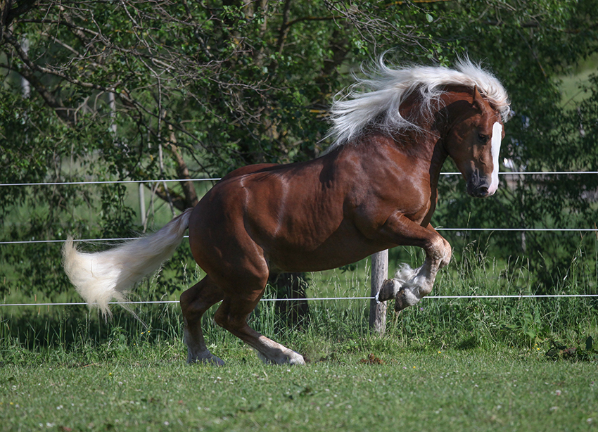 Marcellus, Schwarzwälder Fuchs Hengst Foto & Bild | tiere, haustiere ...