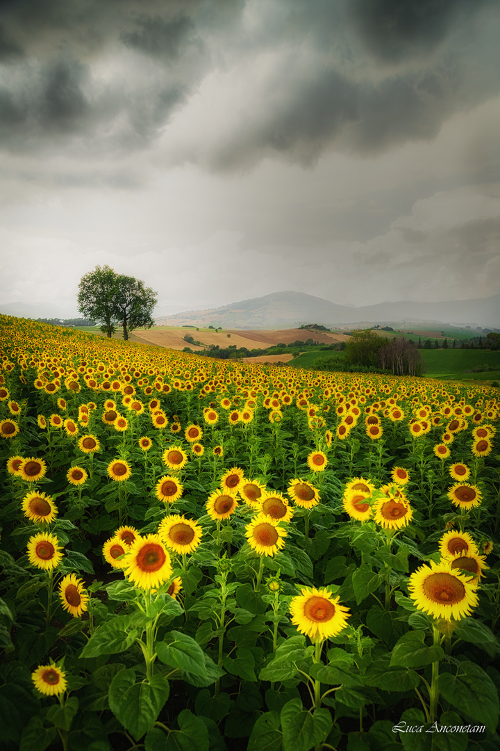 Marche countryside Foto % Immagini| paesaggi, campagna, italy Foto su ...