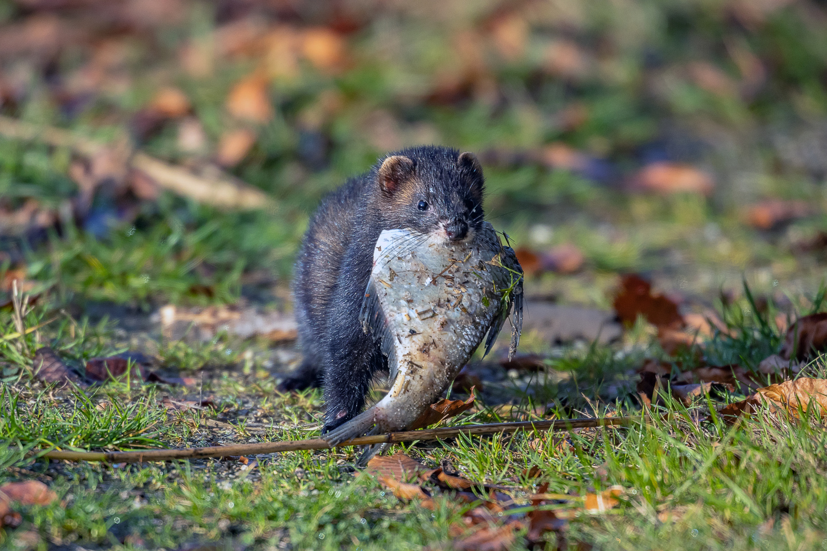 Marder #1 Foto & Bild | natur, herbst, tiere Bilder auf fotocommunity
