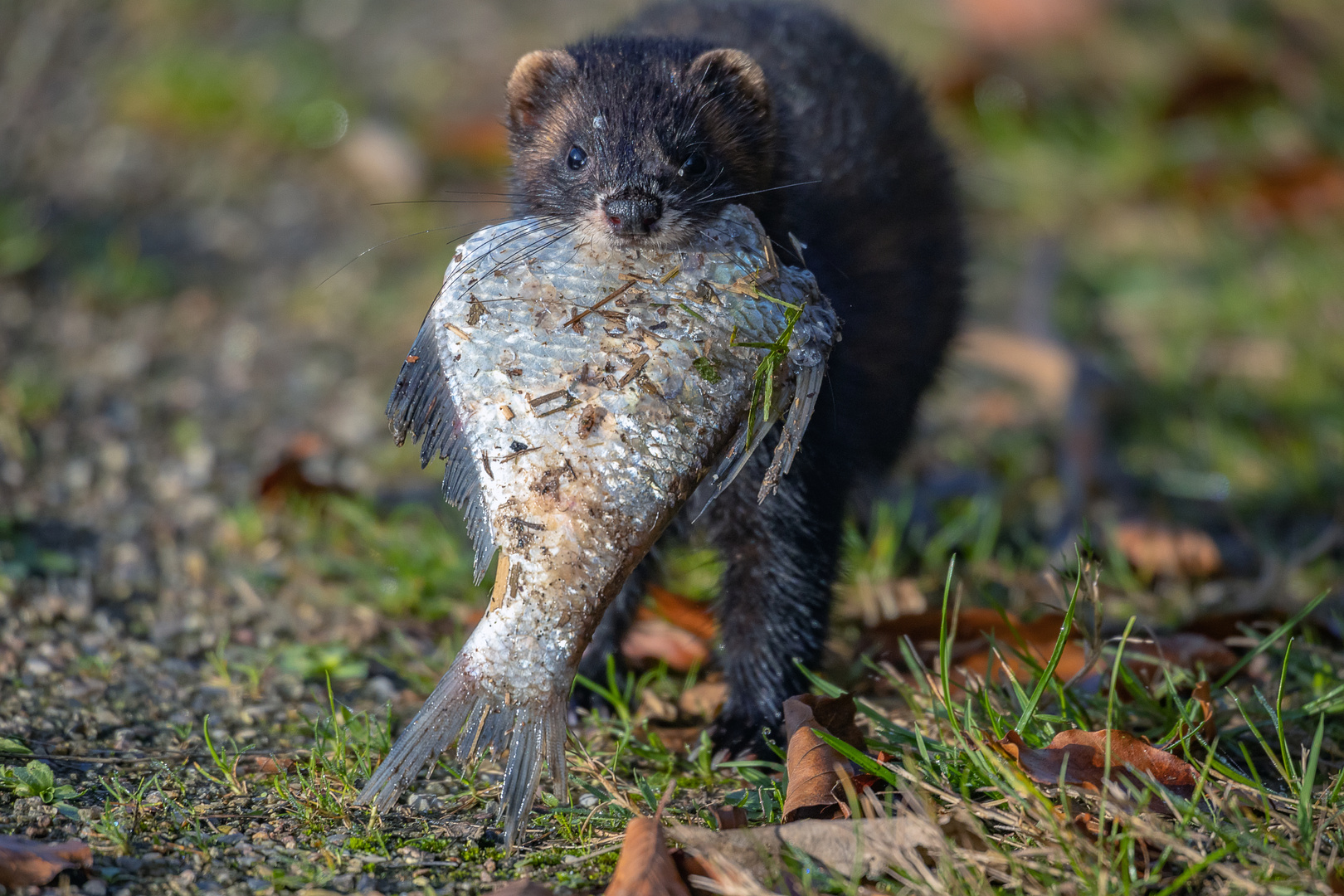 Marder #2 Foto & Bild | tiere, wildlife, säugetiere Bilder auf ...