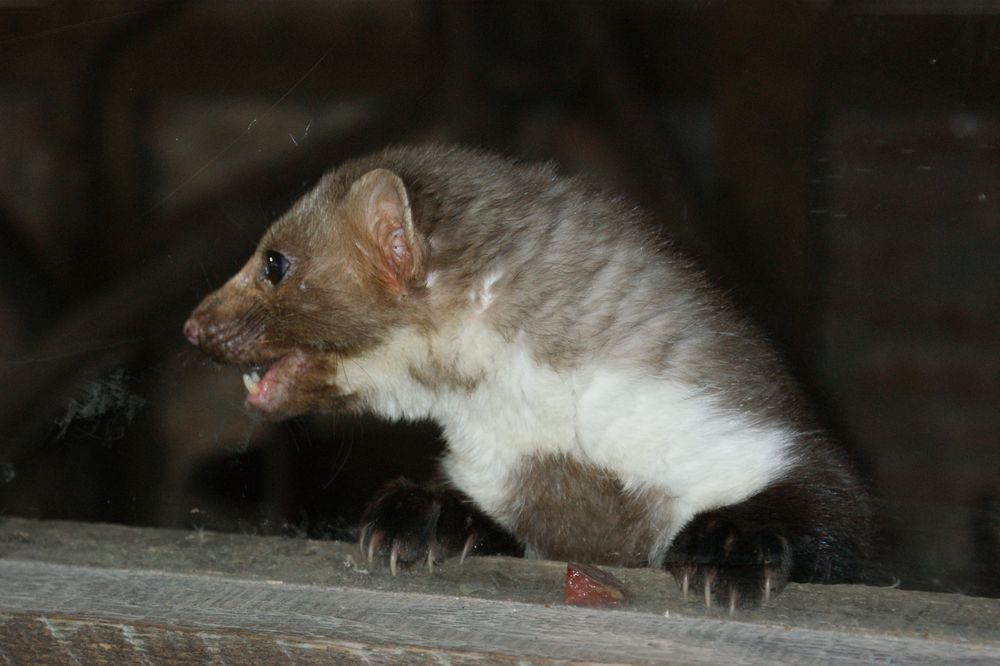 Marder Foto & Bild | tiere, wild, raubtiere Bilder auf fotocommunity