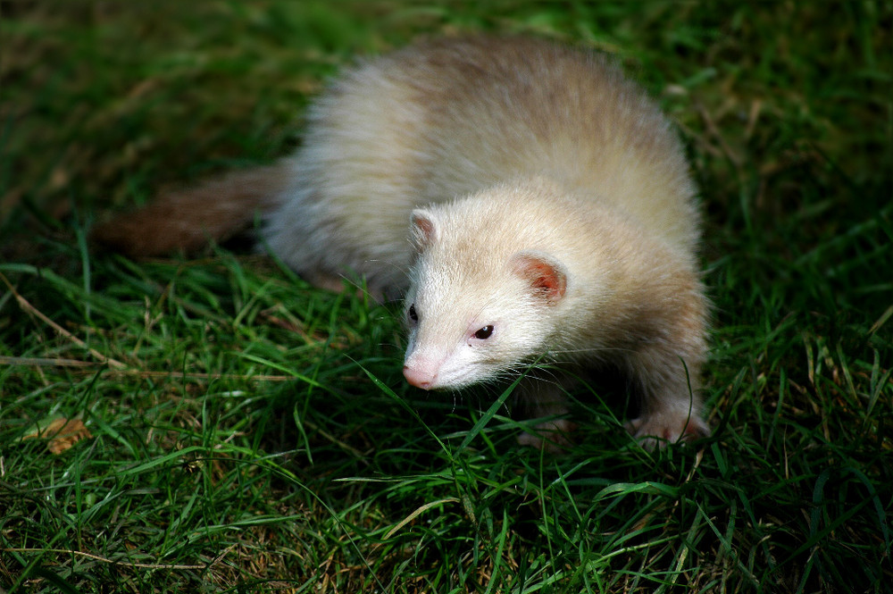 Marder Foto & Bild | tiere, zoo, wildpark & falknerei, säugetiere ...