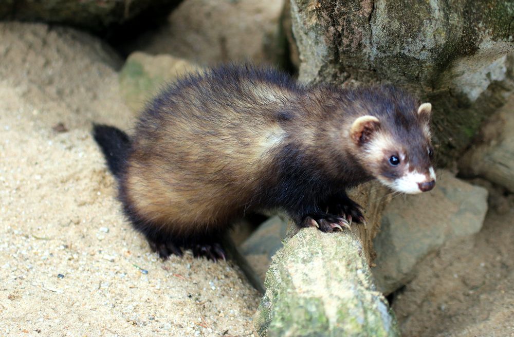 Marder Foto & Bild | tiere, zoo, wildpark & falknerei, säugetiere ...