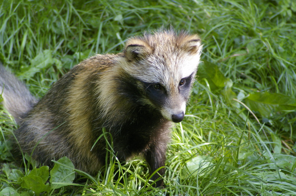 Marder Foto & Bild | tiere, tier und mensch, natur Bilder auf fotocommunity
