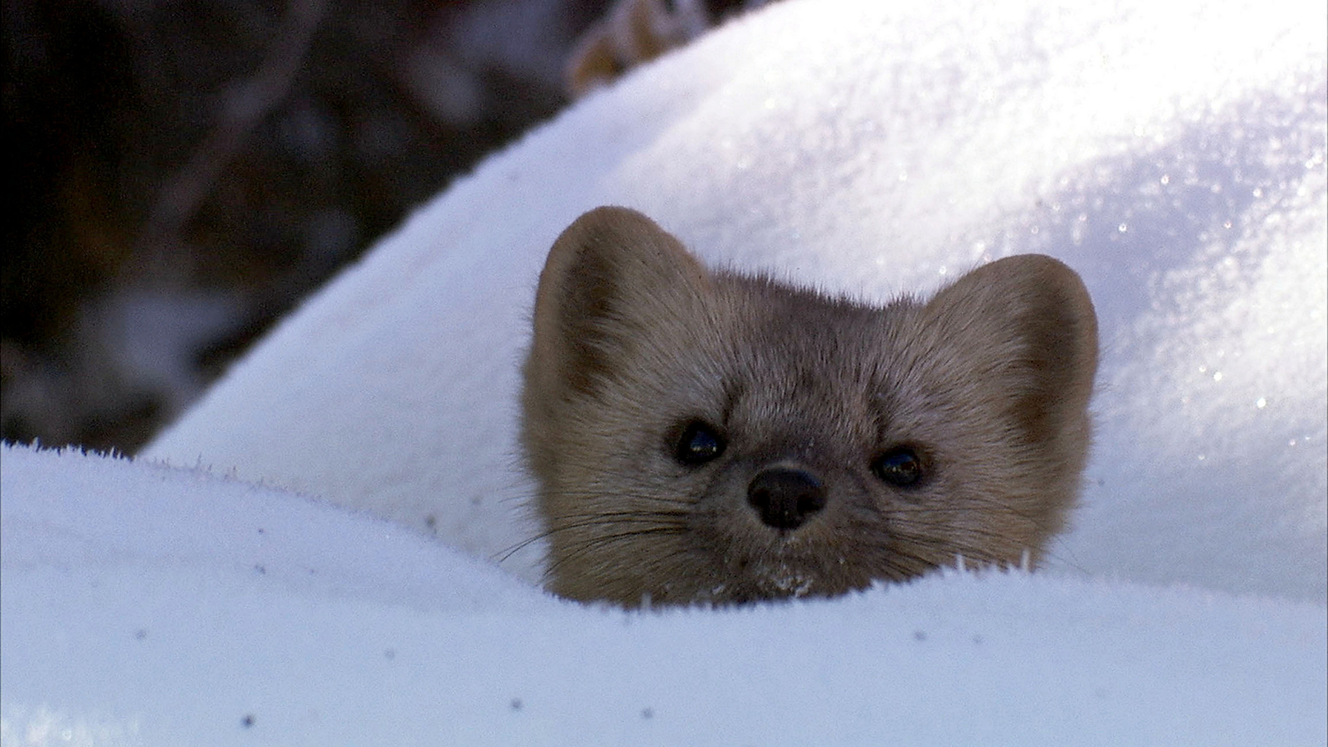 Marder oder Zobel? Foto & Bild | tiere, wildlife, natur Bilder auf ...