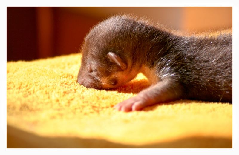 Marderbaby Foto & Bild | tiere, wildlife, säugetiere Bilder auf ...