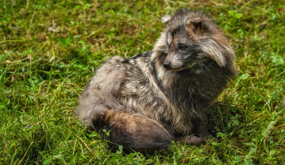 Marderhund 001 Foto & Bild | deutschland, europe, baden- württemberg ...