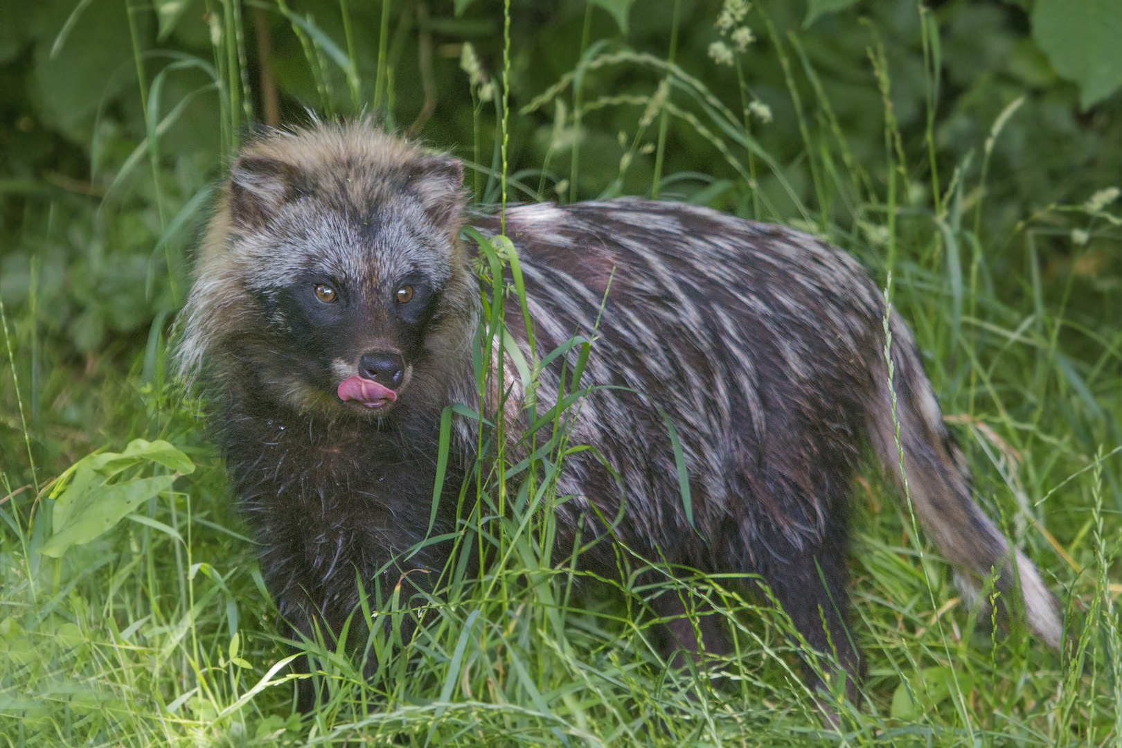 Marderhund Foto & Bild | natur, tier, wisentgehege Bilder auf fotocommunity