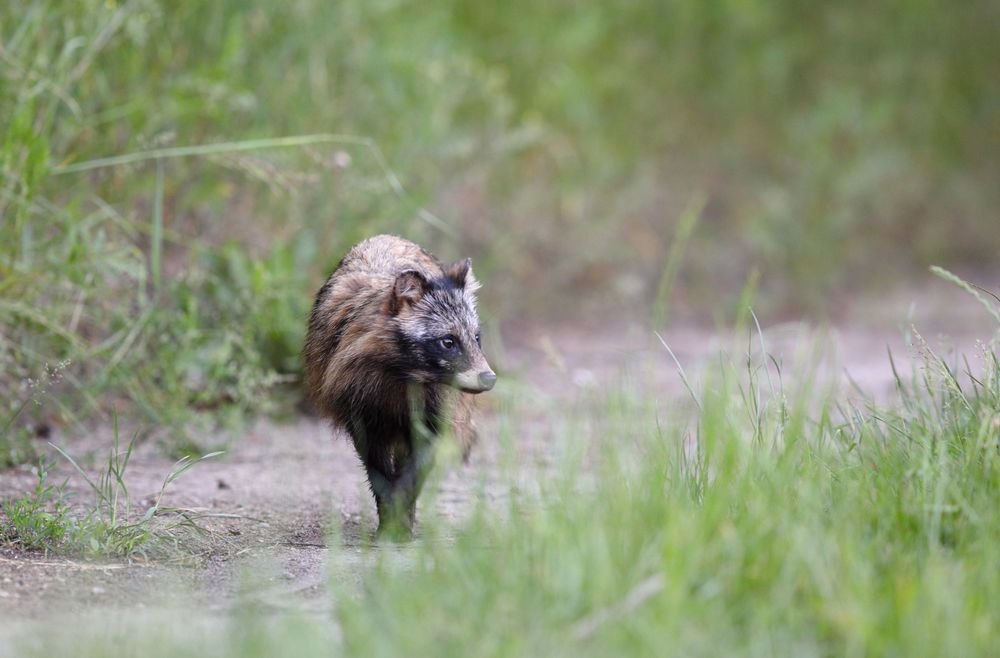 Marderhund 2019 Foto & Bild | natur, tiere, wildlife Bilder auf ...