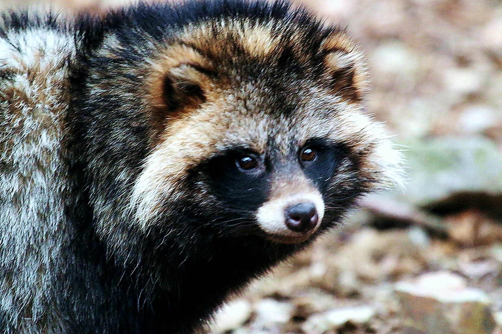 Marderhund Foto & Bild | tiere, zoo, wildpark & falknerei, säugetiere ...