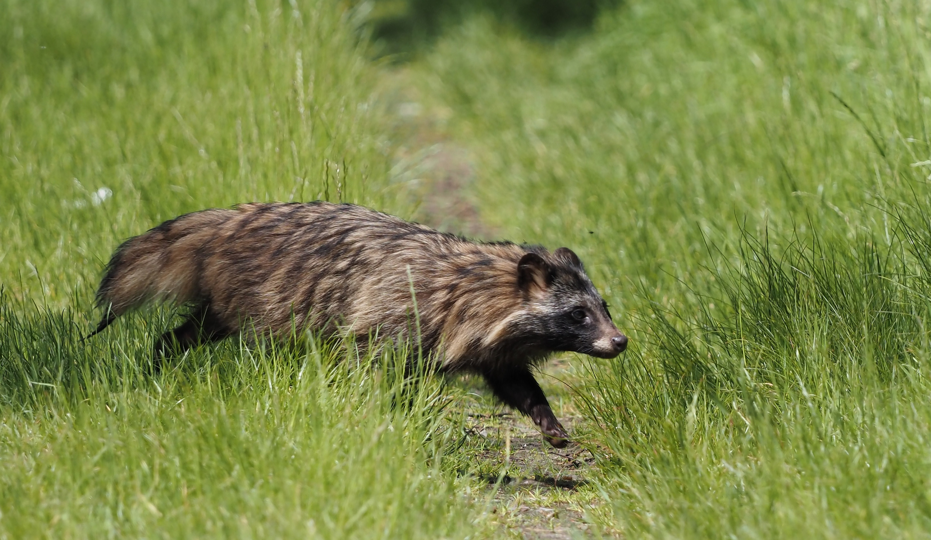 Marderhund Foto & Bild | tiere, wildlife, säugetiere Bilder auf ...