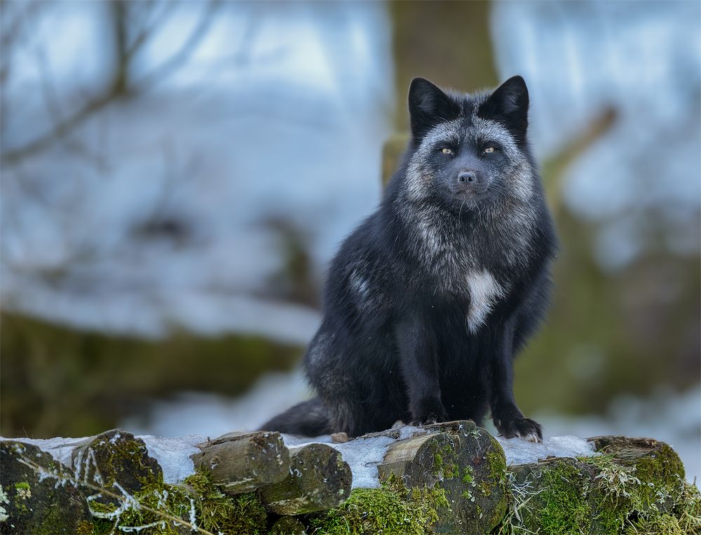 Marderhund Foto & Bild | tiere, wildlife, säugetiere Bilder auf ...