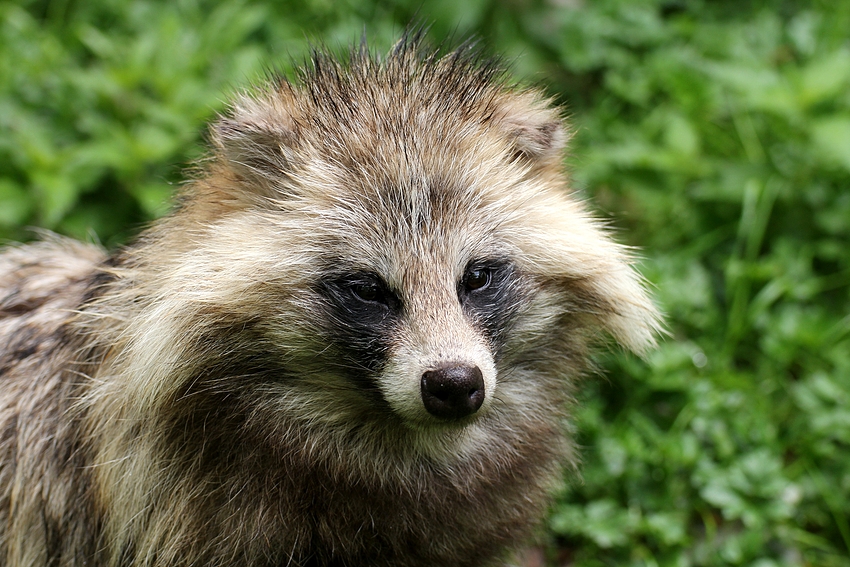 Marderhund Foto & Bild | tiere, zoo, wildpark & falknerei, säugetiere ...