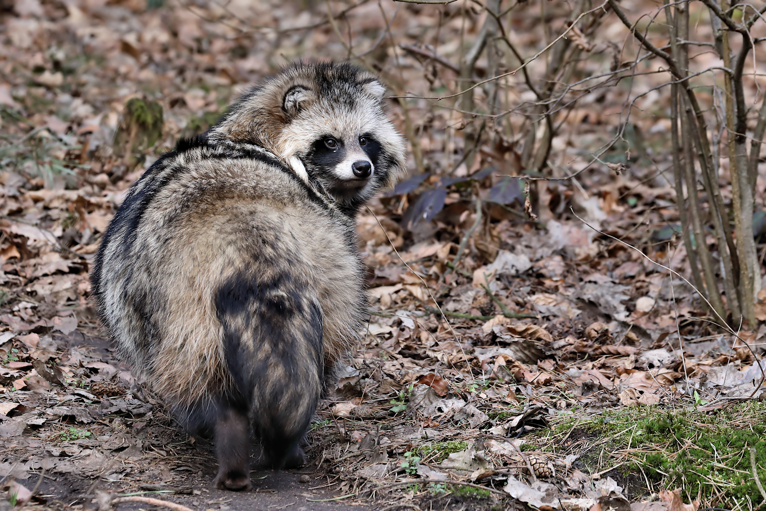 Marderhund Foto & Bild | natur, tiere, wildpark Bilder auf fotocommunity
