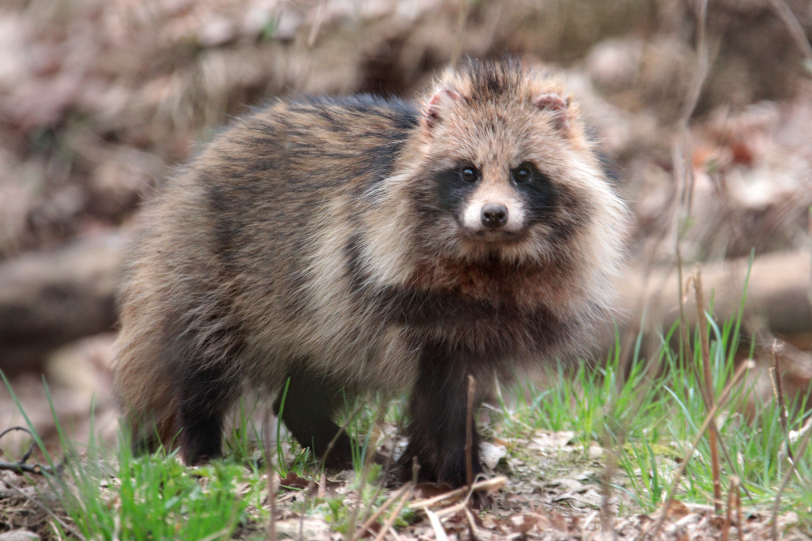 Marderhund, Fähe Foto & Bild | wald, natur, naturfoto Bilder auf ...
