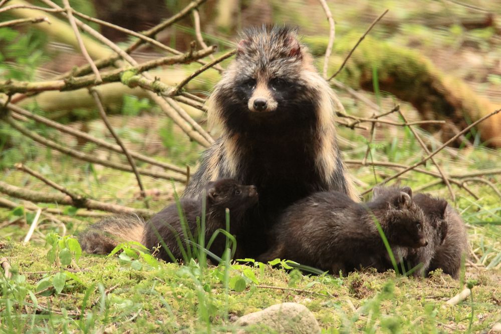 Marderhund Fähe mit Welpen Foto & Bild | frühling, natur, tiere Bilder ...