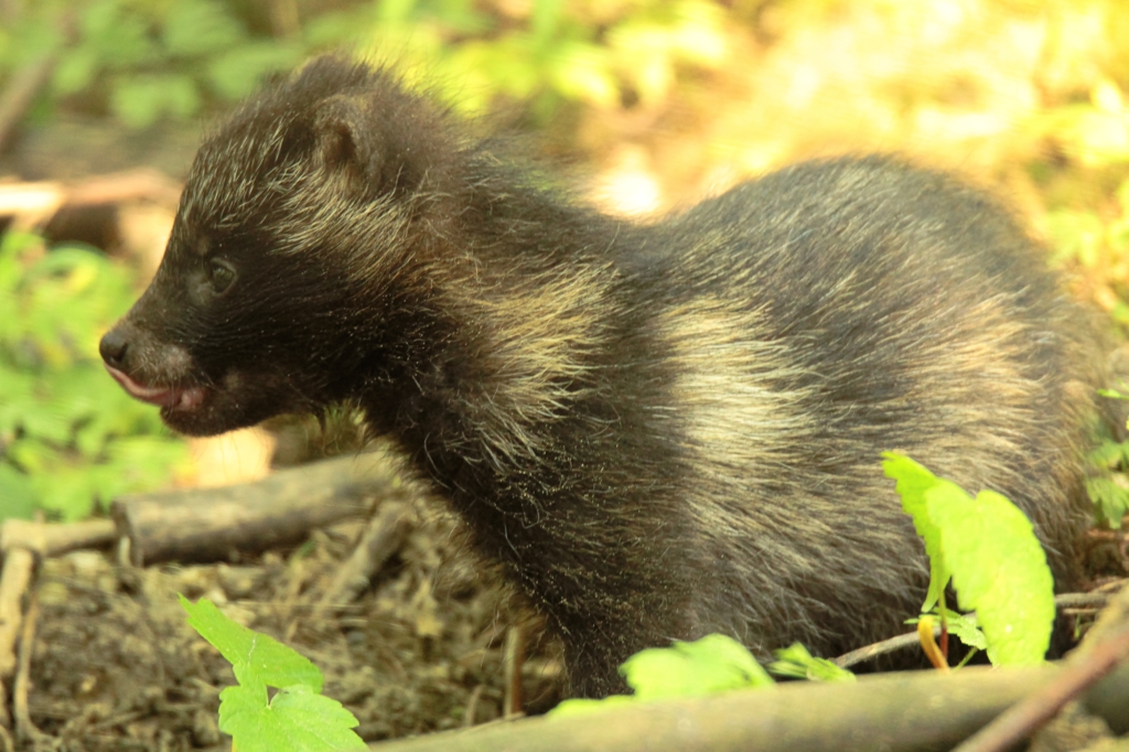 Marderhund Welpe Foto & Bild | tiere, wildlife, säugetiere Bilder auf ...