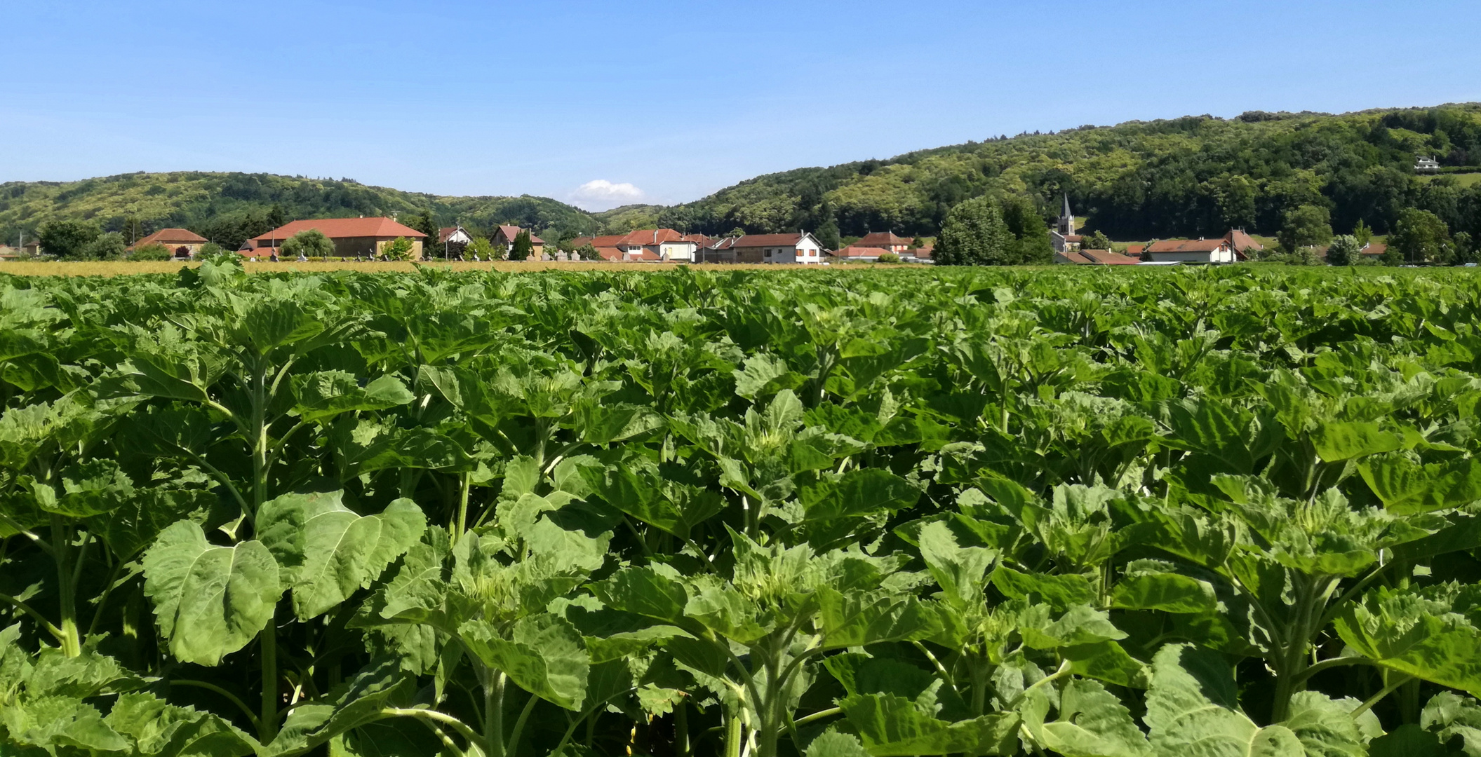 Marée verte ... photo et image | nature, campagne, paysages Images ...