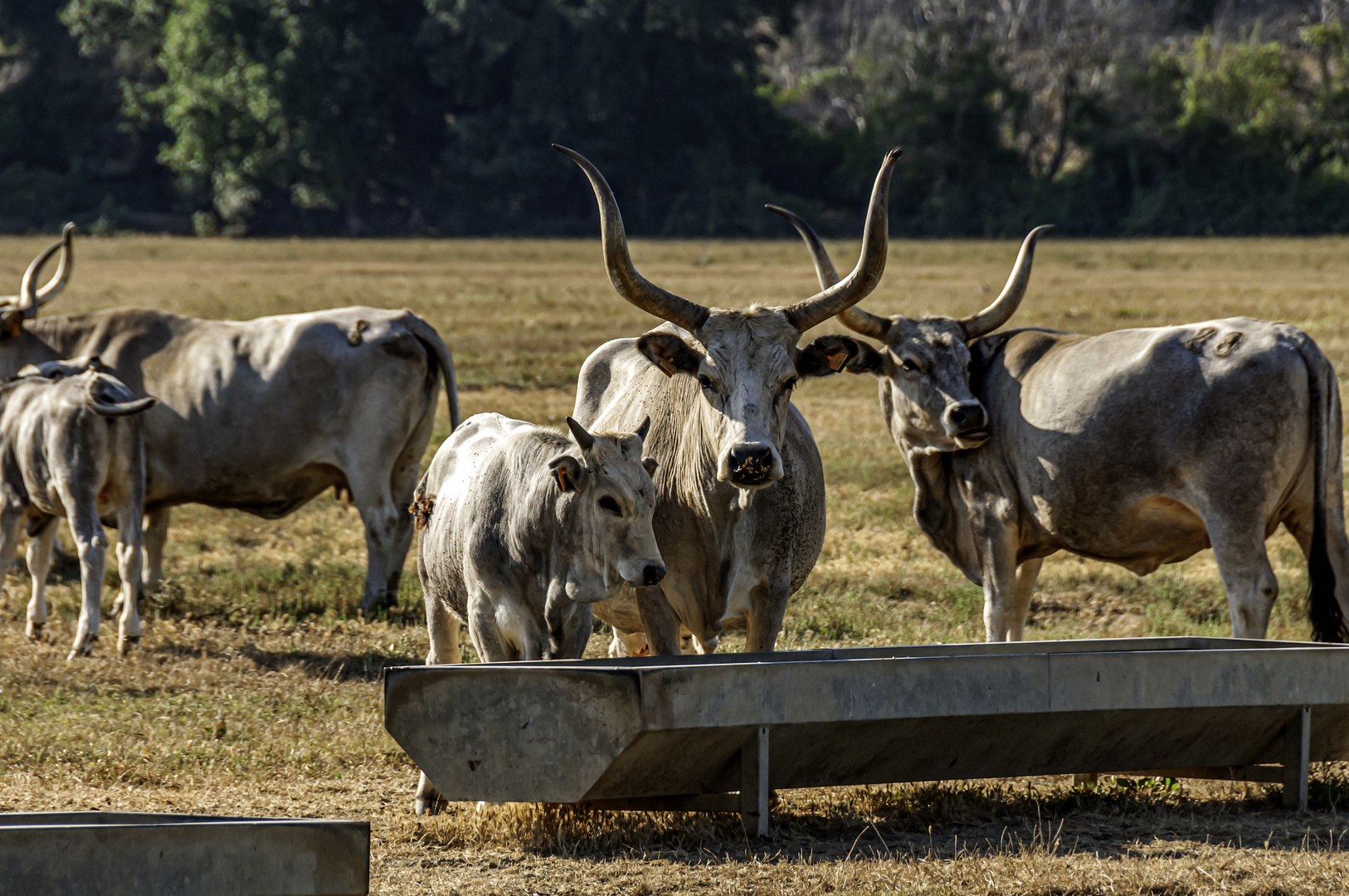 Maremmana Foto & Bild | dokumentation, 2011, natur Bilder auf fotocommunity