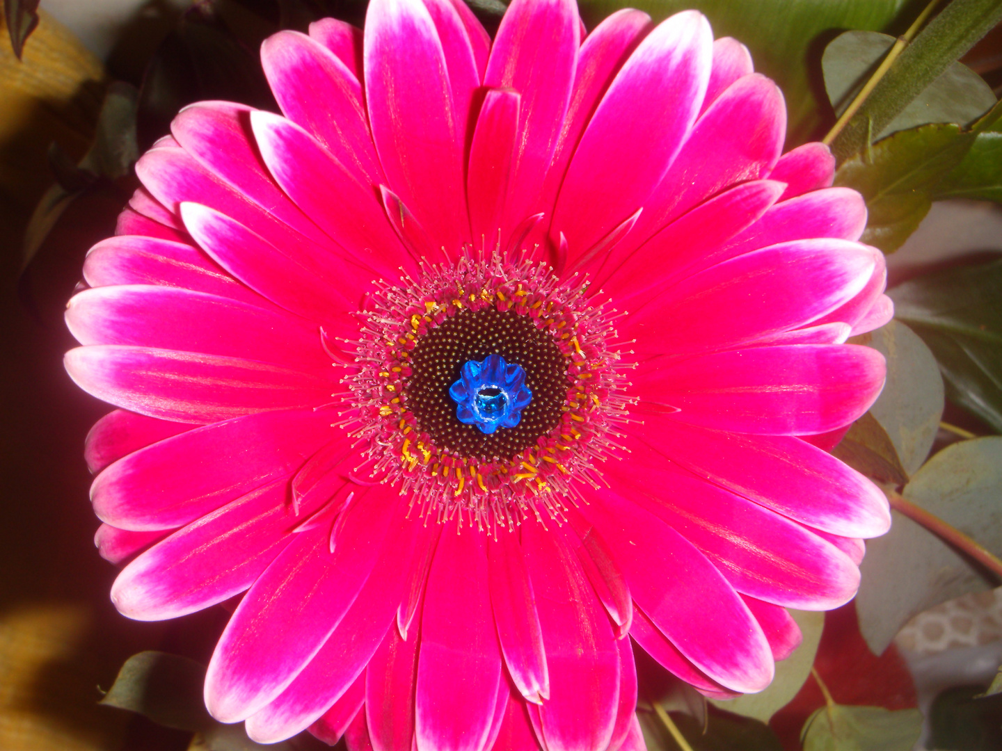 Margaritas De Color Imagen And Foto Naturaleza Muerta Motivos Fotos De Fotocommunity