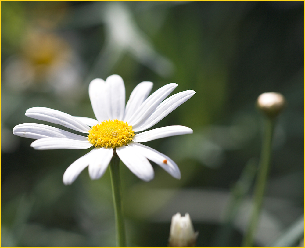 Margarite Foto & Bild | pflanzen, pilze & flechten, blüten ...