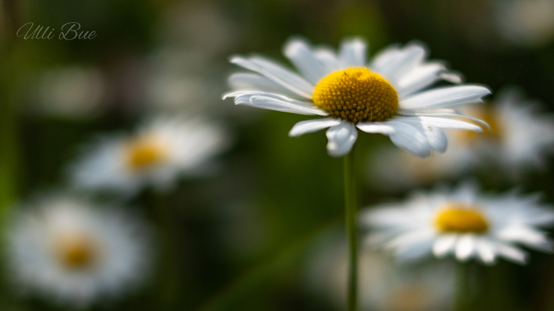 Margerite Foto & Bild | frühling, natur, pflanzen Bilder auf fotocommunity