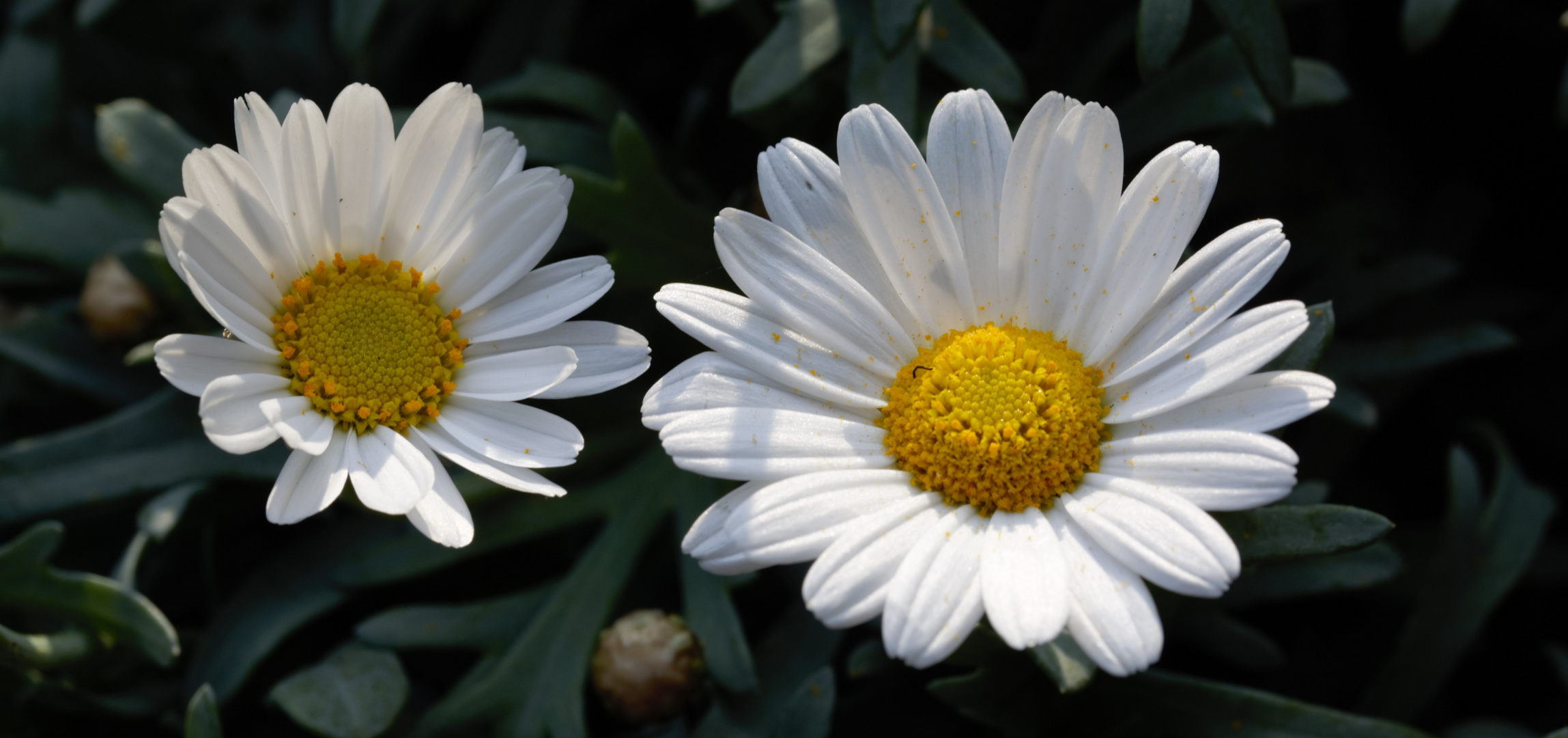 Margerite Foto & Bild | frühling, natur, pflanzen Bilder auf fotocommunity