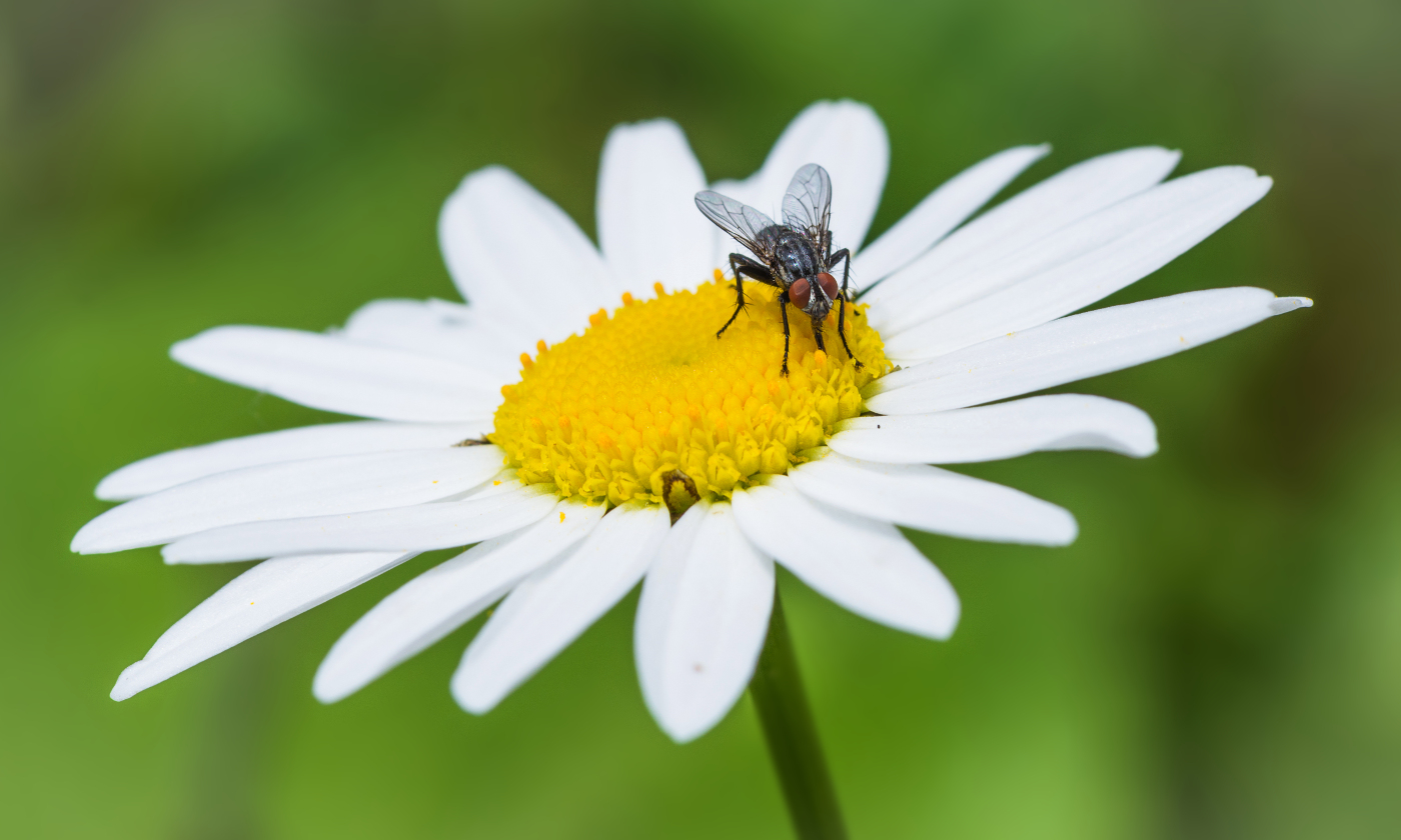 Margerite Foto & Bild | sommer, makro, natur Bilder auf fotocommunity
