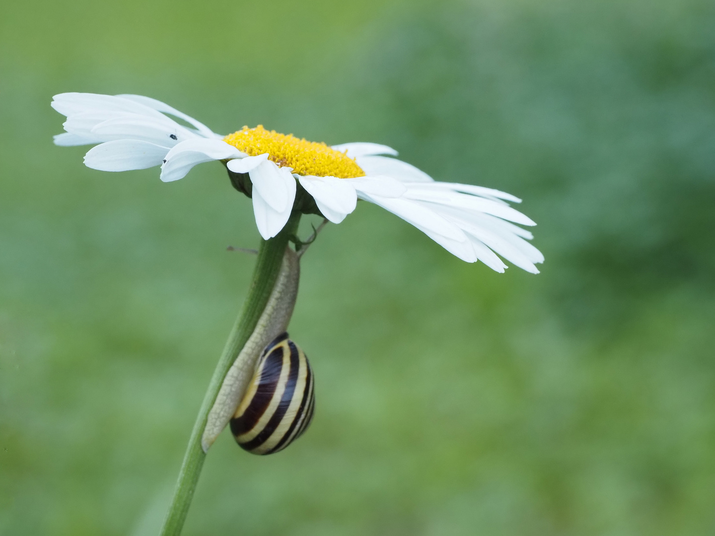 margerite Foto & Bild | projekte, 3 - mittwochsblümchen, thementage ...
