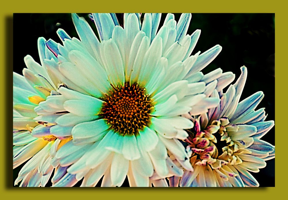 Margerite Foto & Bild | art, spezial, makro Bilder auf fotocommunity