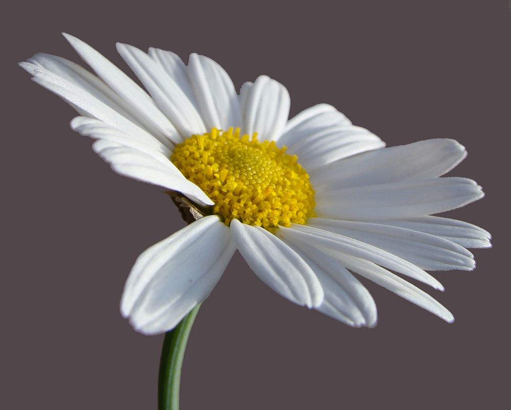 Margerite Foto & Bild | makro, natur, macro Bilder auf fotocommunity