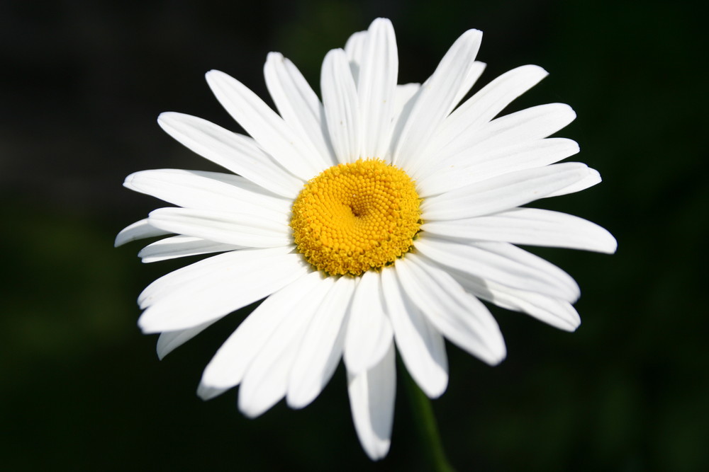 Margerite Foto & Bild | pflanzen, pilze & flechten, blüten ...