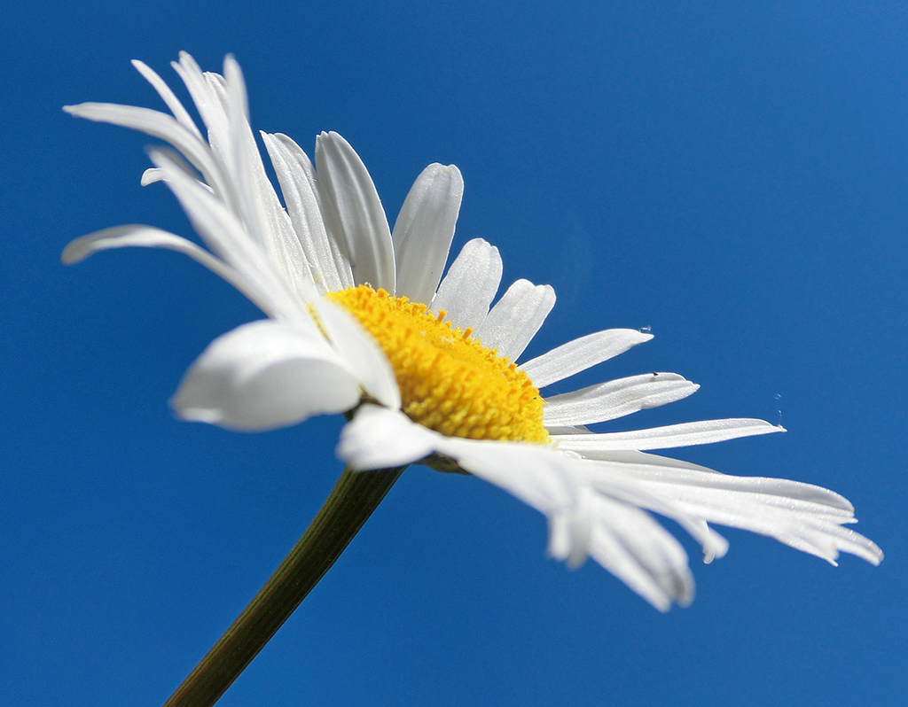 Margerite ... Foto & Bild | pflanzen, pilze & flechten, blüten ...