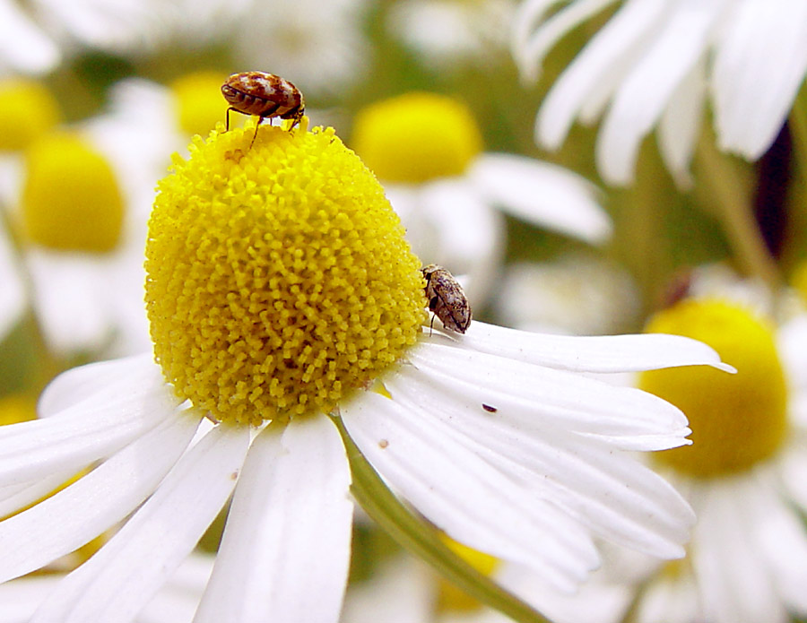 Margerite Foto & Bild | pflanzen, pilze & flechten, blüten ...